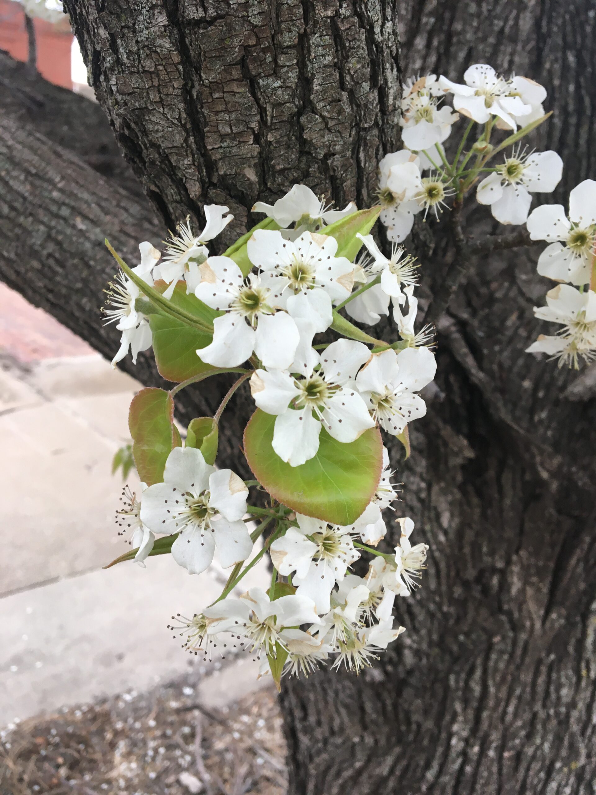 People in Kansas City, Lawrence and Topeka: You can get a good tree for ...